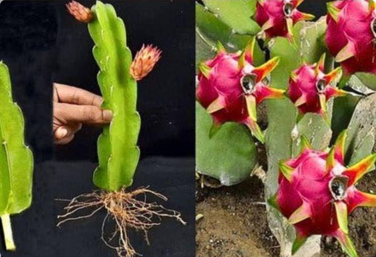 Como Cultivar Pitaya Roxa a Partir de Estacas: Guia Completo para ...