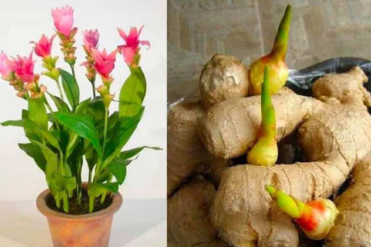 Como Plantar Gengibre em Casa: Um Guia Simples e Surpreendente ...